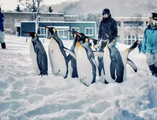 Hokkaido Day Tour: Asahiyama Zoo, Furano Flower Fields, Blue Pond ...